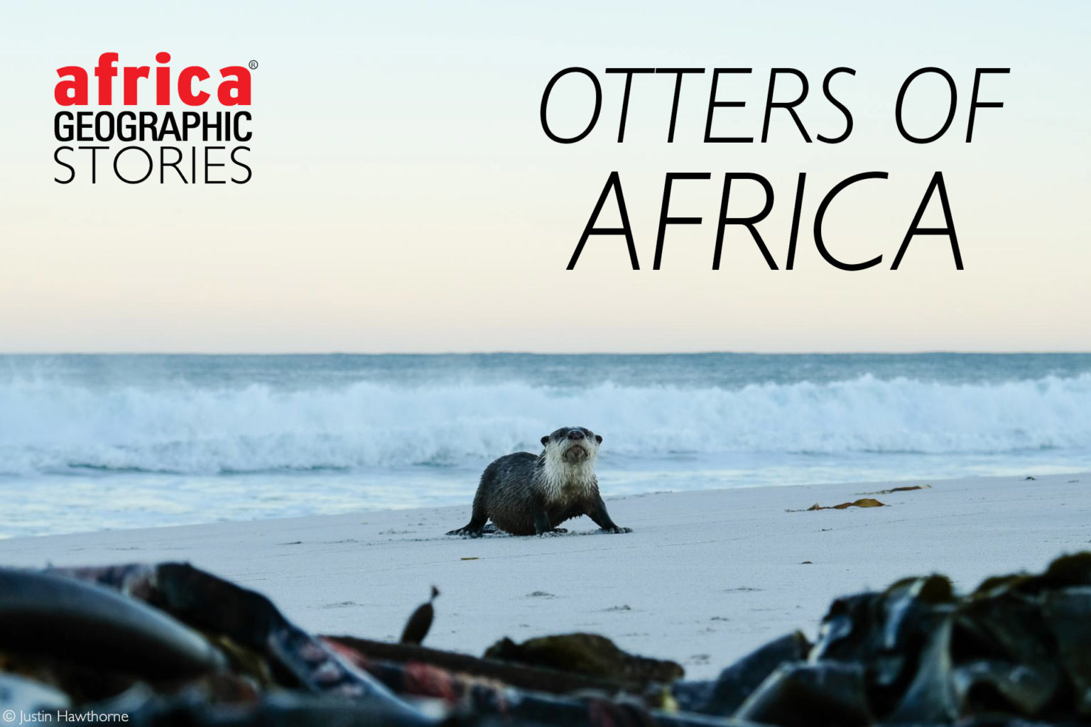 Otters of Africa - four adorable mustelids - Africa Geographic