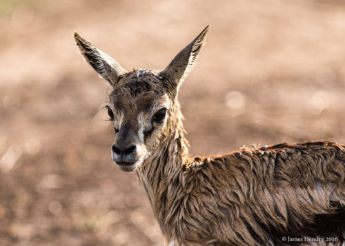 Thomson’s gazelle - underappreciated speedster - Africa Geographic