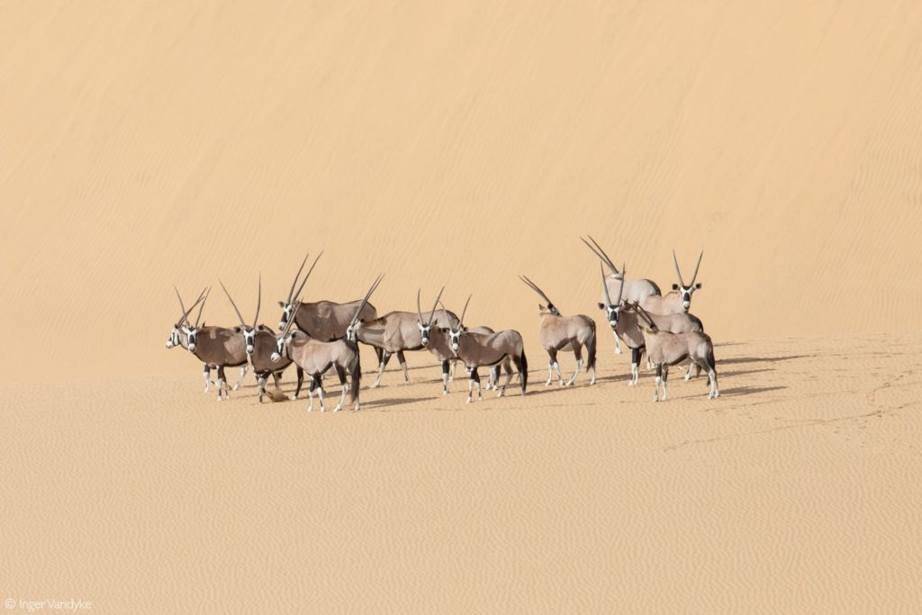 Oryx - four legendary spear-tipped antelope - Africa Geographic