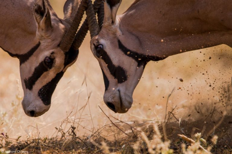 Oryx - four legendary spear-tipped antelope - Africa Geographic