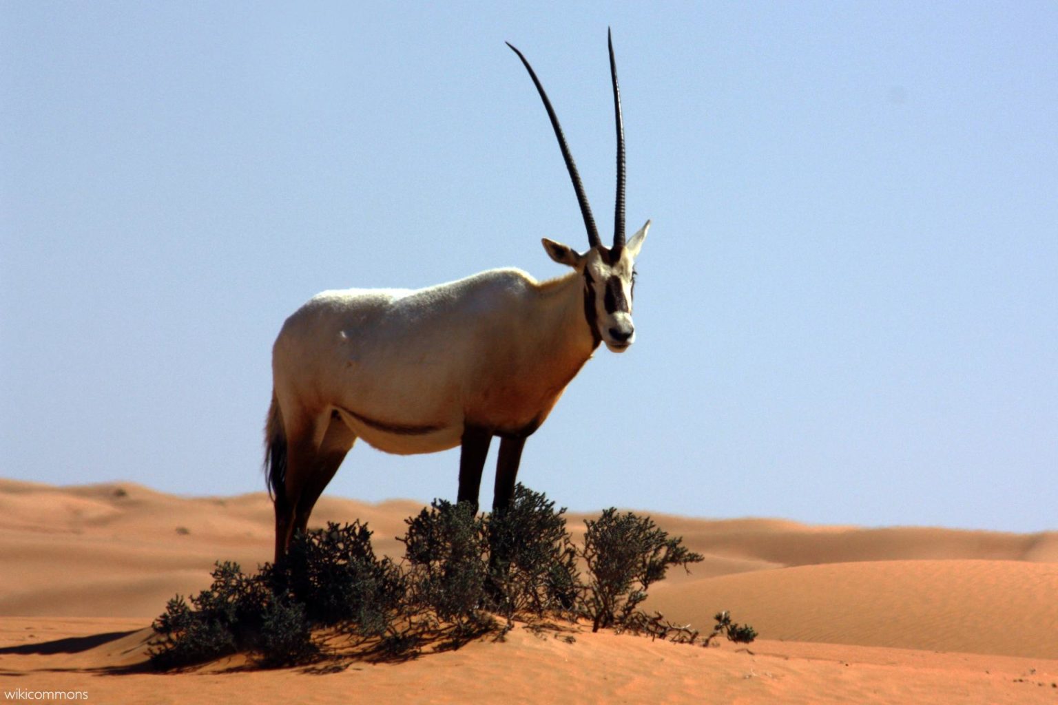 Oryx - four legendary spear-tipped antelope - Africa Geographic