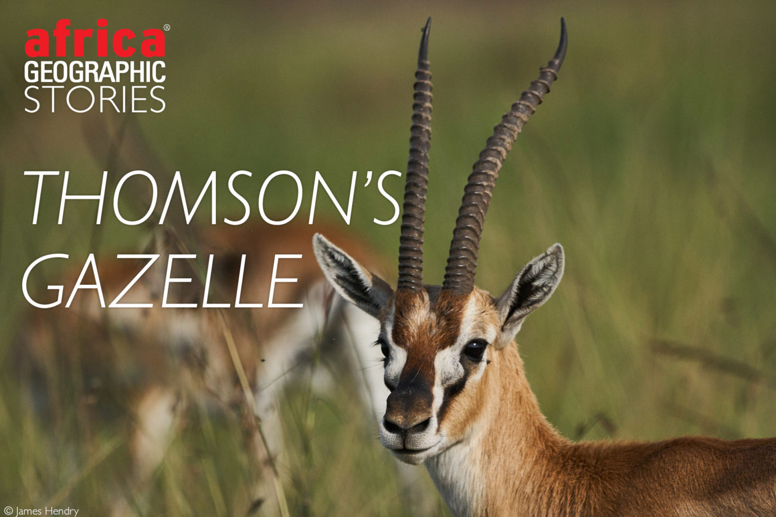 Thomson’s gazelle - underappreciated speedster - Africa Geographic