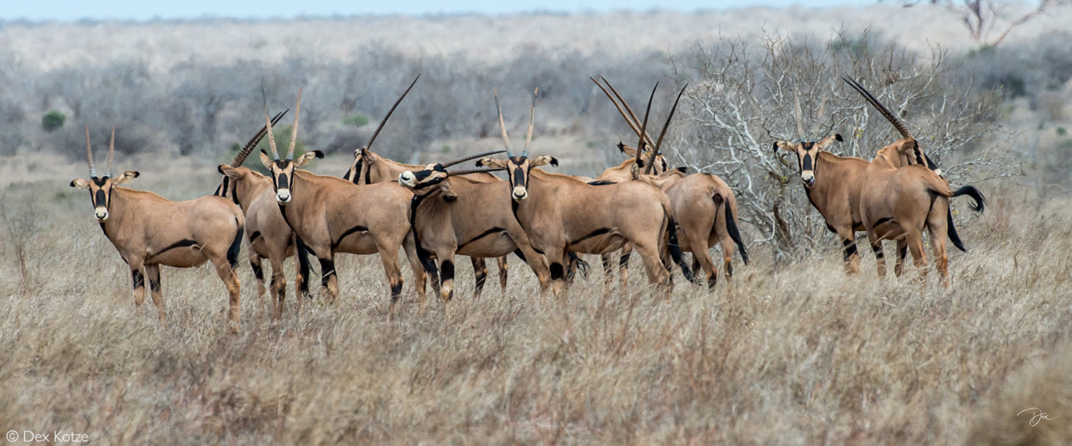 Oryx - four legendary spear-tipped antelope - Africa Geographic