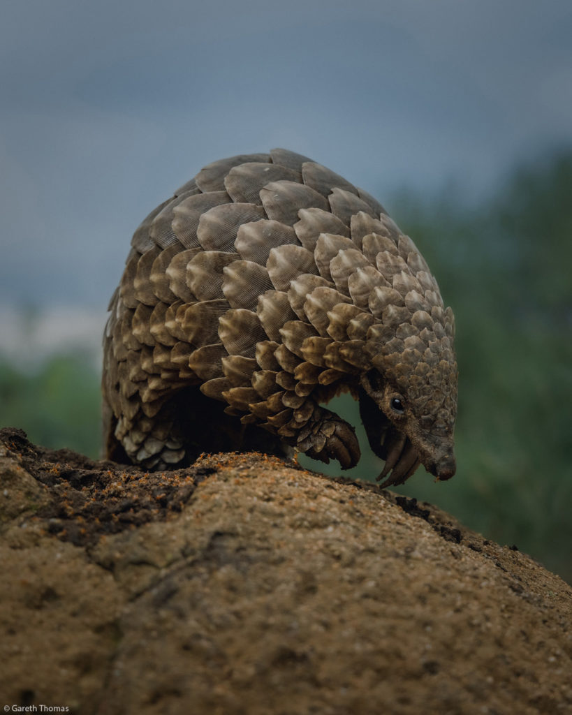 Photographer of the Year 2021 Weekly Selection: Week 20 - Africa Geographic