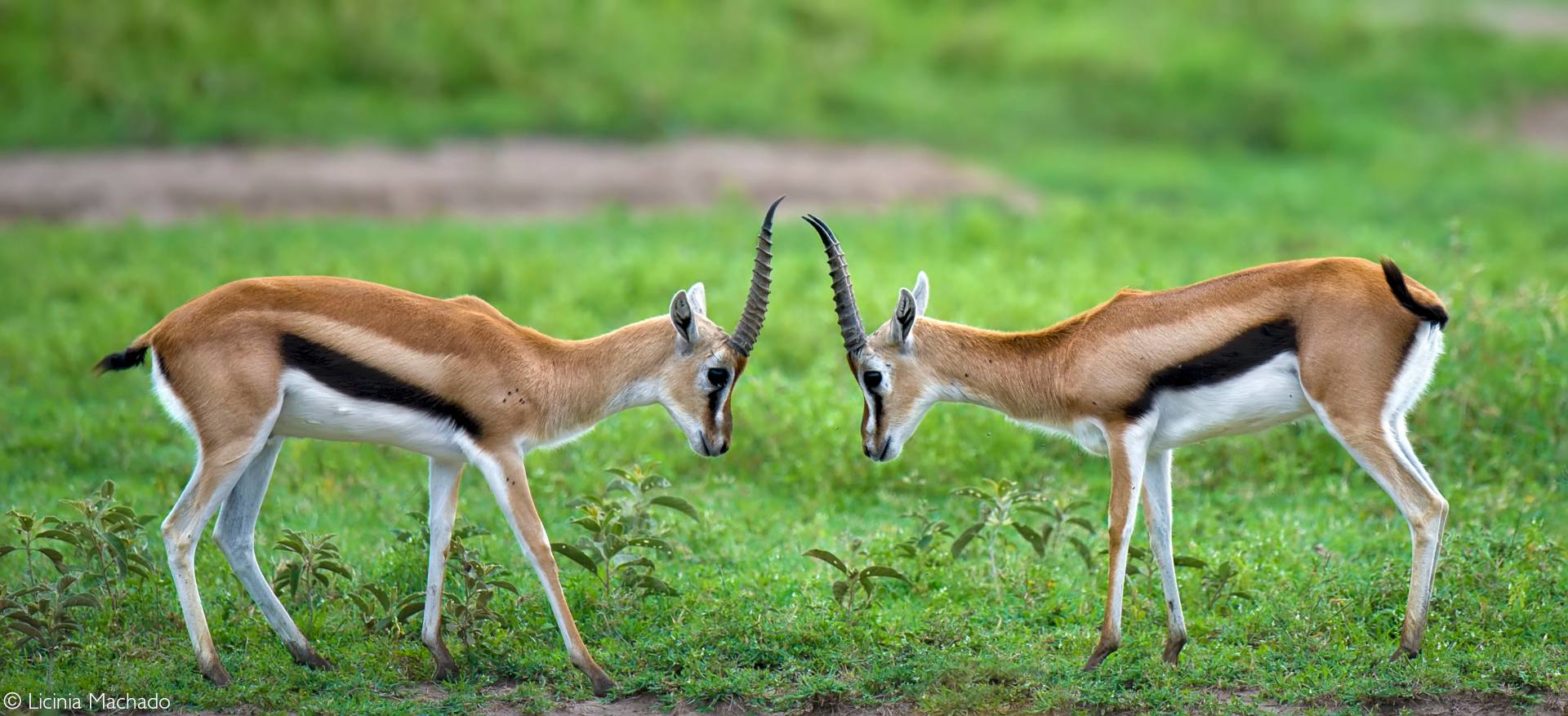Thomson’s gazelle - underappreciated speedster - Africa Geographic