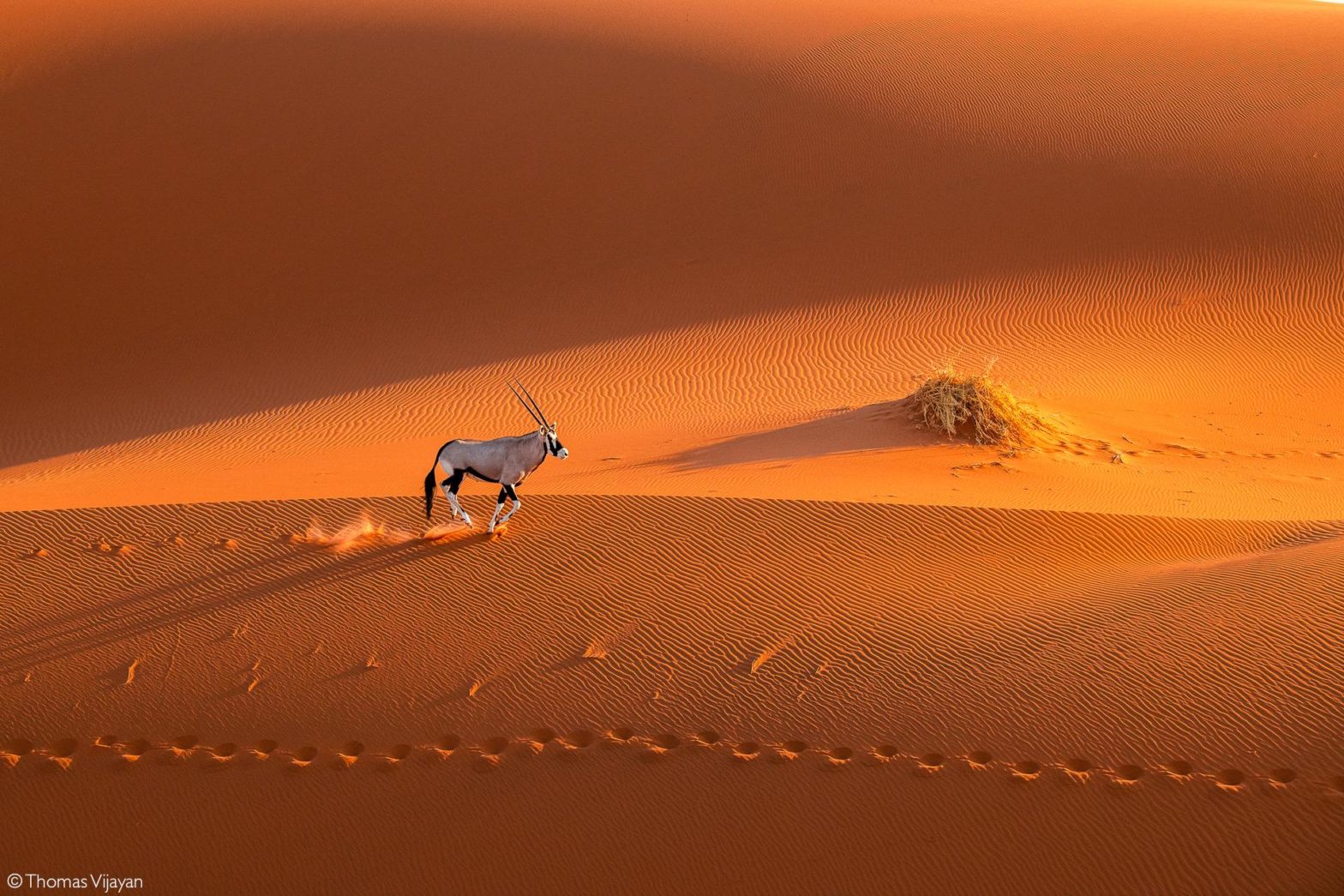 Oryx - four legendary spear-tipped antelope - Africa Geographic