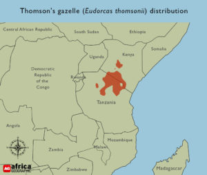 Thomson’s gazelle - underappreciated speedster - Africa Geographic