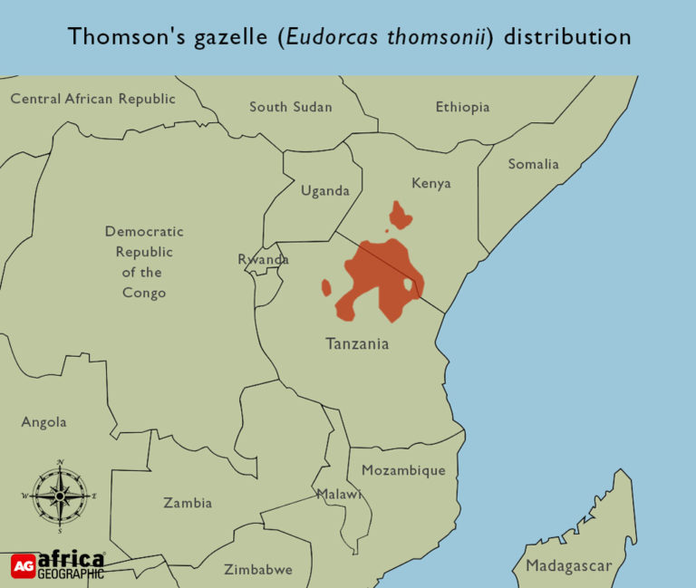 Thomson’s gazelle - underappreciated speedster - Africa Geographic