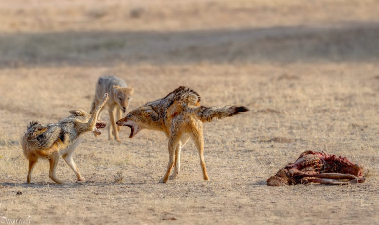 Photographer of the Year 2021 Weekly Selection: Week 19 - Africa Geographic