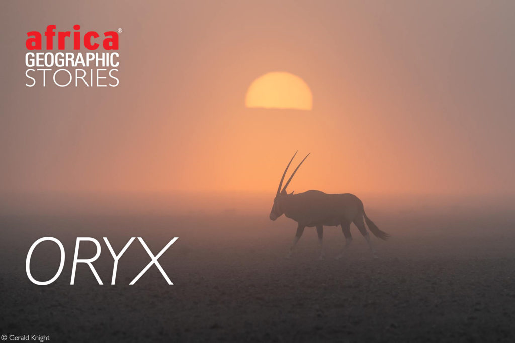 Oryx - four legendary spear-tipped antelope - Africa Geographic