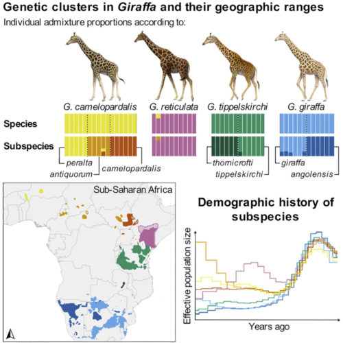 Four giraffe species, seven subspecies: new research - Africa Geographic