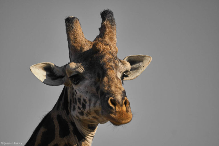 Four giraffe species, seven subspecies: new research - Africa Geographic
