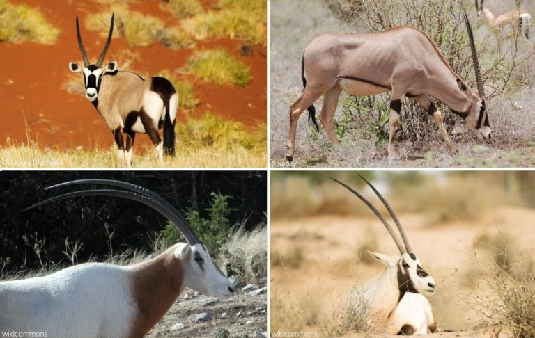 Oryx - four legendary spear-tipped antelope - Africa Geographic