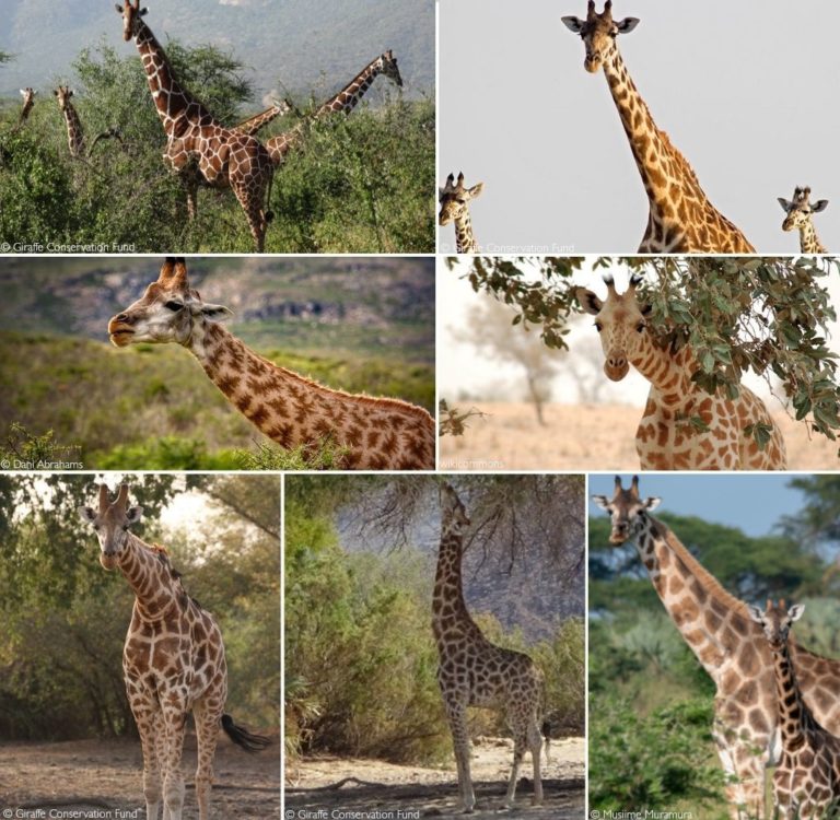 Four giraffe species, seven subspecies: new research - Africa Geographic