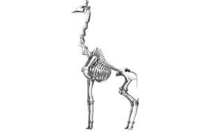 Giraffe evolution - pieces of the puzzle - Africa Geographic