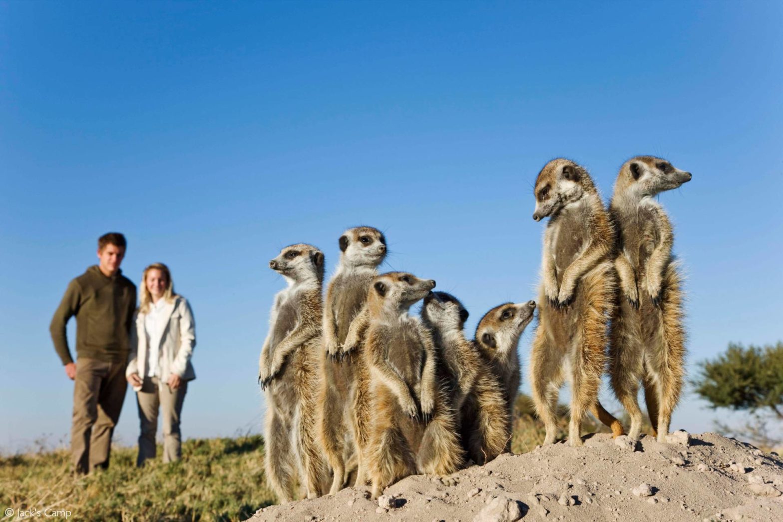 Marvellous meerkats - mongooses of the desert - Africa Geographic