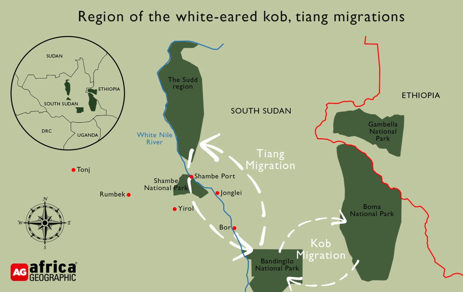 White-eared kob and tiang migration South Sudan - Africa Geographic