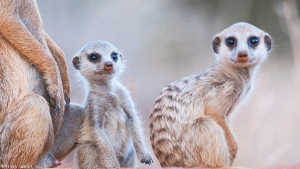 Marvellous meerkats - mongooses of the desert - Africa Geographic