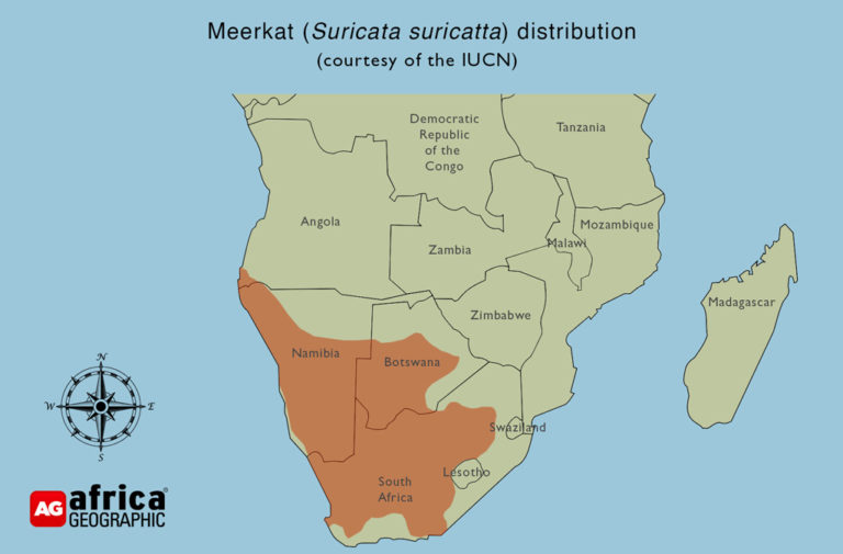 meerkat-distribution-map - Africa Geographic