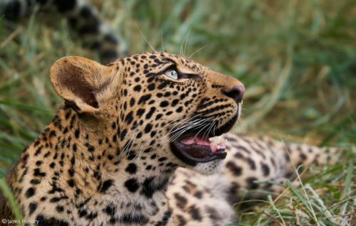 Leopard conservation in South Africa - Africa Geographic