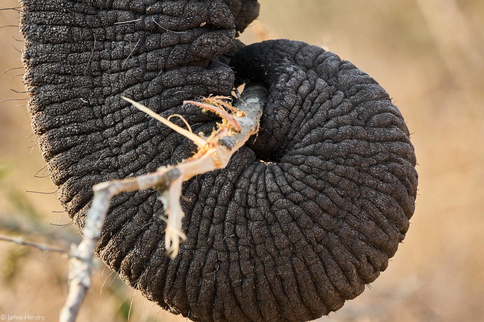 Do we have an elephant problem? - Africa Geographic