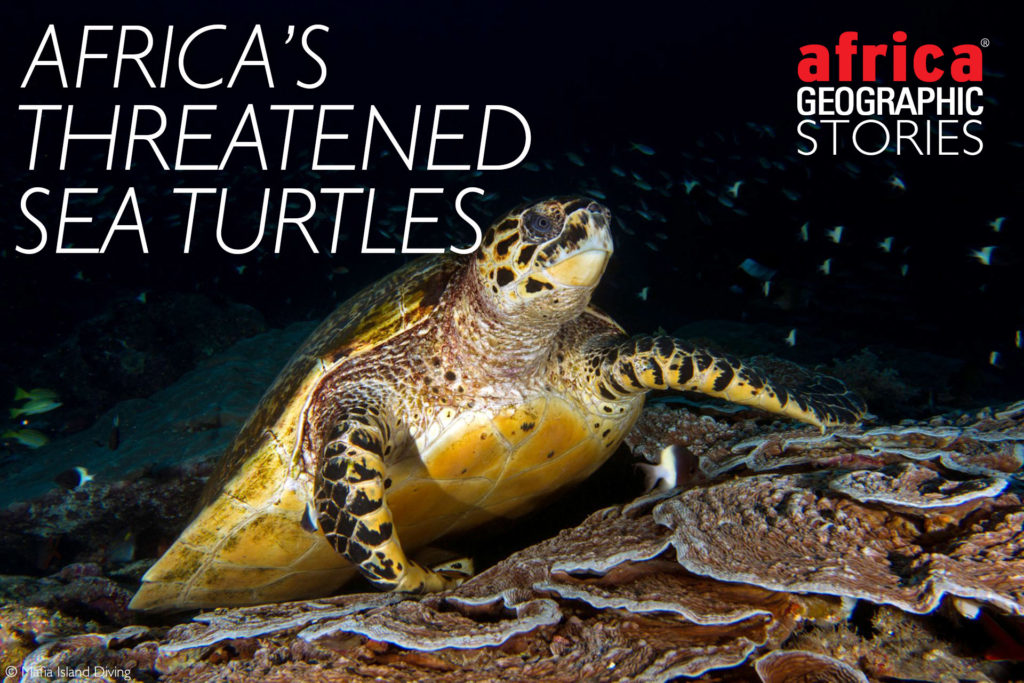 A journey to see Africa's threatened sea turtles - Africa Geographic