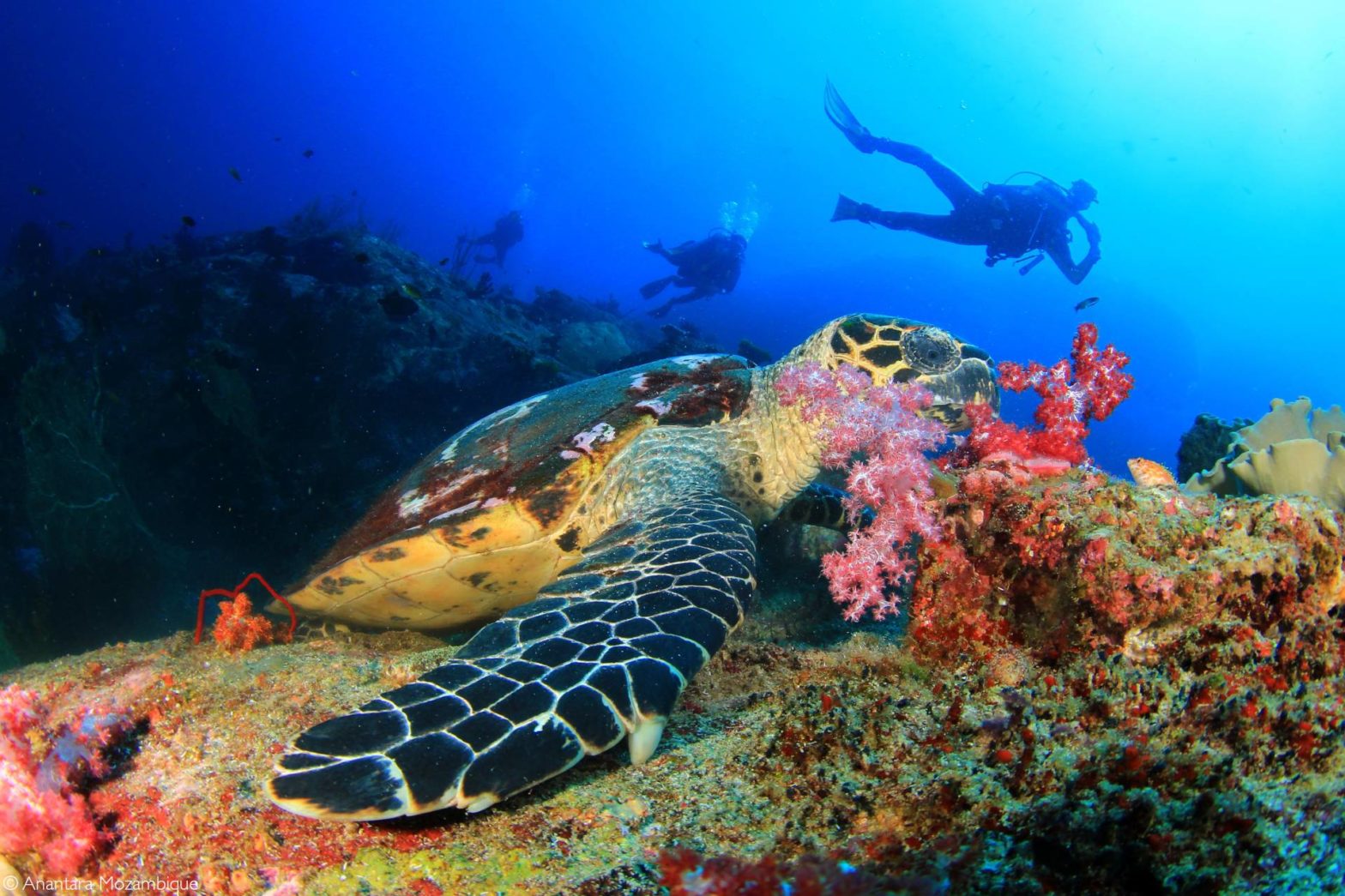 A journey to see Africa's threatened sea turtles - Africa Geographic