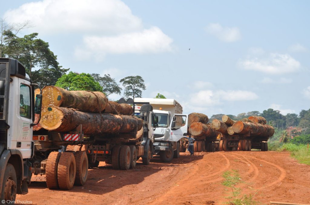 Forest elephant - endangered gardeners - Africa Geographic