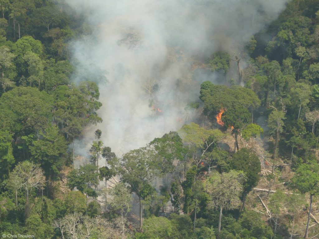 Forest elephant - endangered gardeners - Africa Geographic