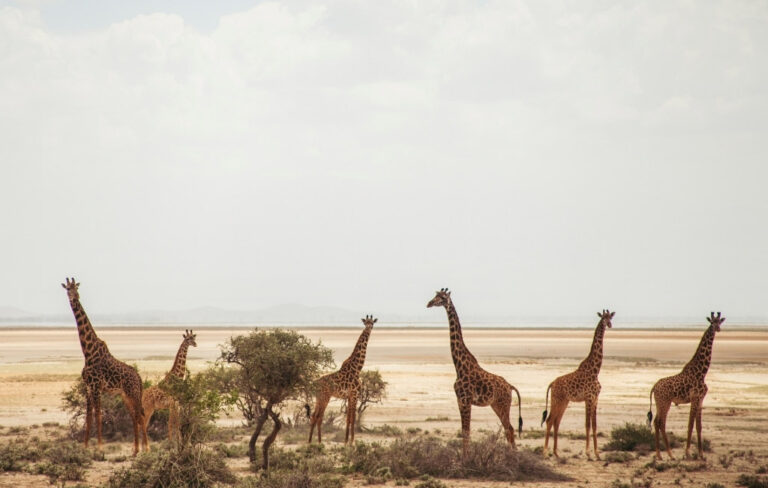 Giraffe social structure as complex as elephants' - Africa Geographic