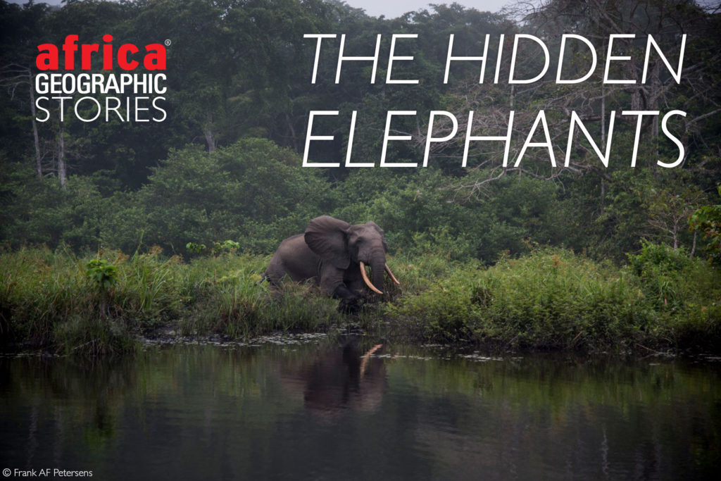 Forest elephant - endangered gardeners - Africa Geographic