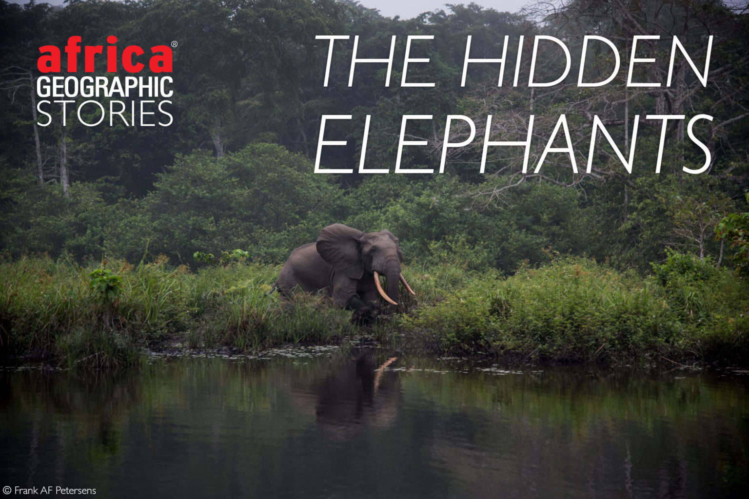 Forest elephant - endangered gardeners - Africa Geographic