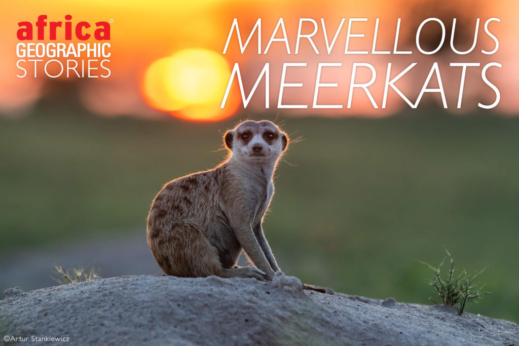 Marvellous meerkats - mongooses of the desert - Africa Geographic