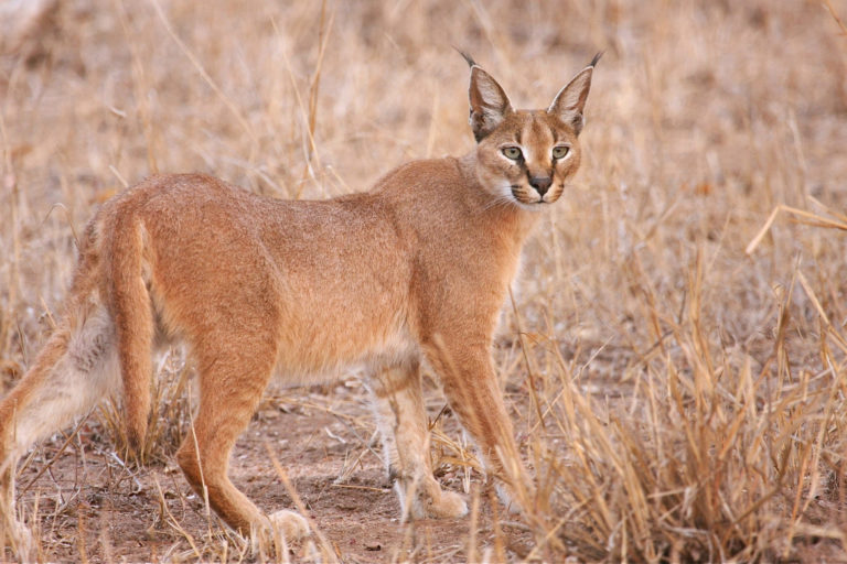 Caracal - Africa's deadly beauty - Africa Geographic