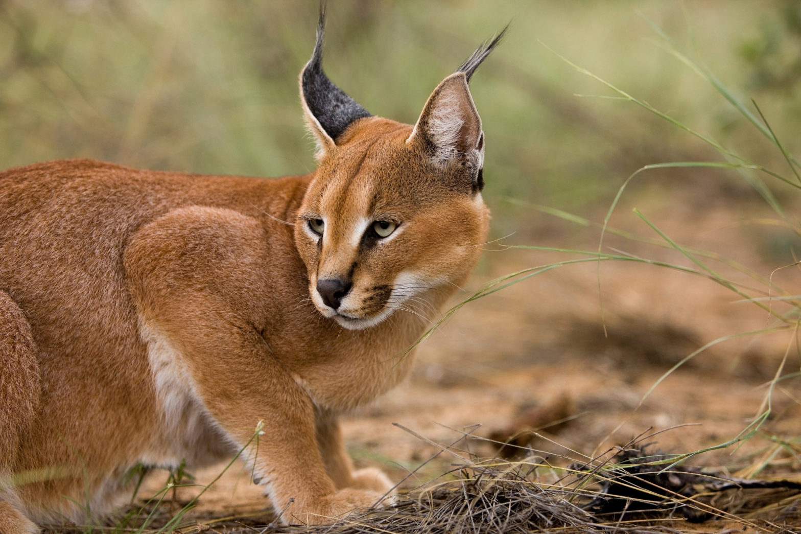 Caracal - Africa's deadly beauty - Africa Geographic
