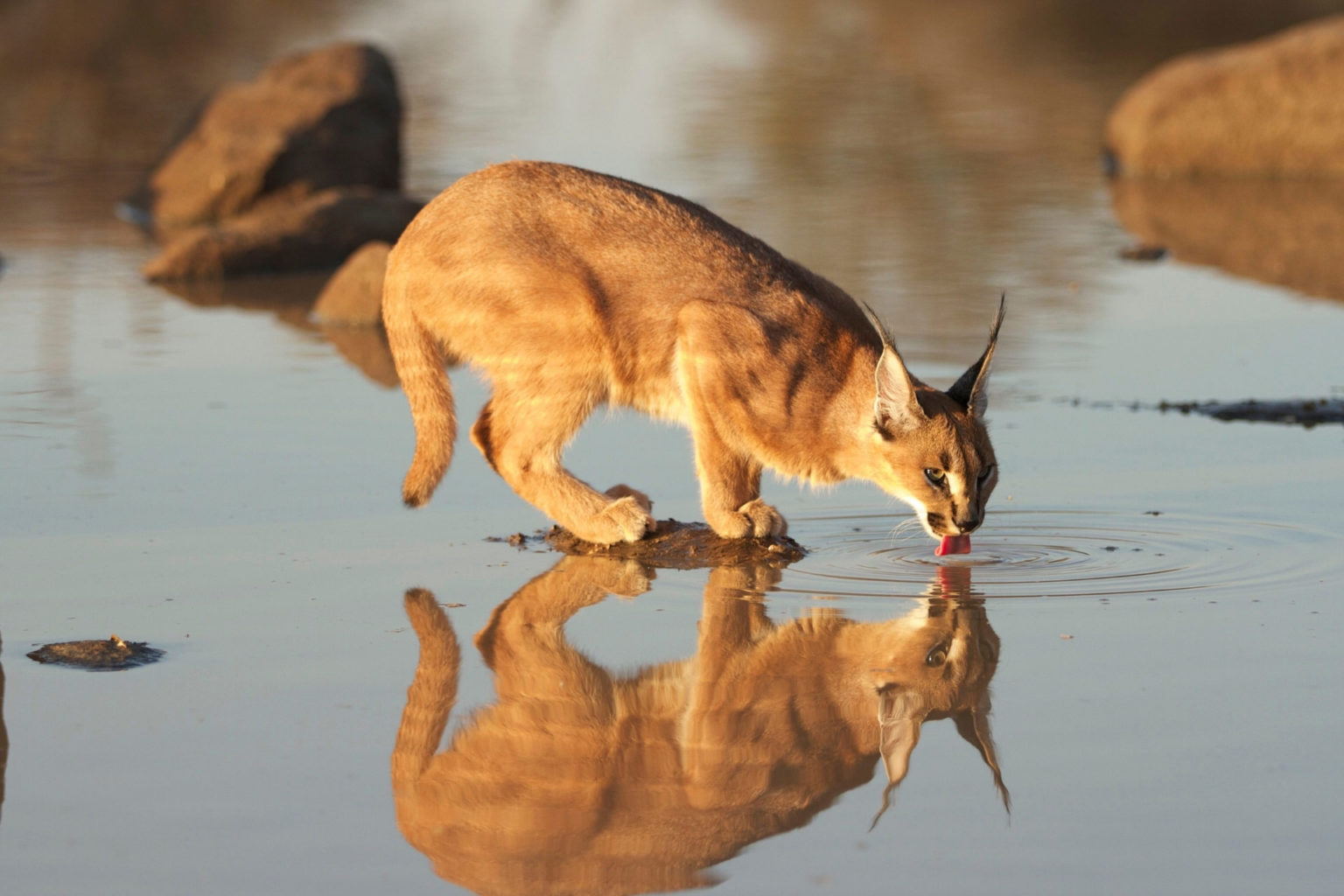Caracal - Africa's deadly beauty - Africa Geographic