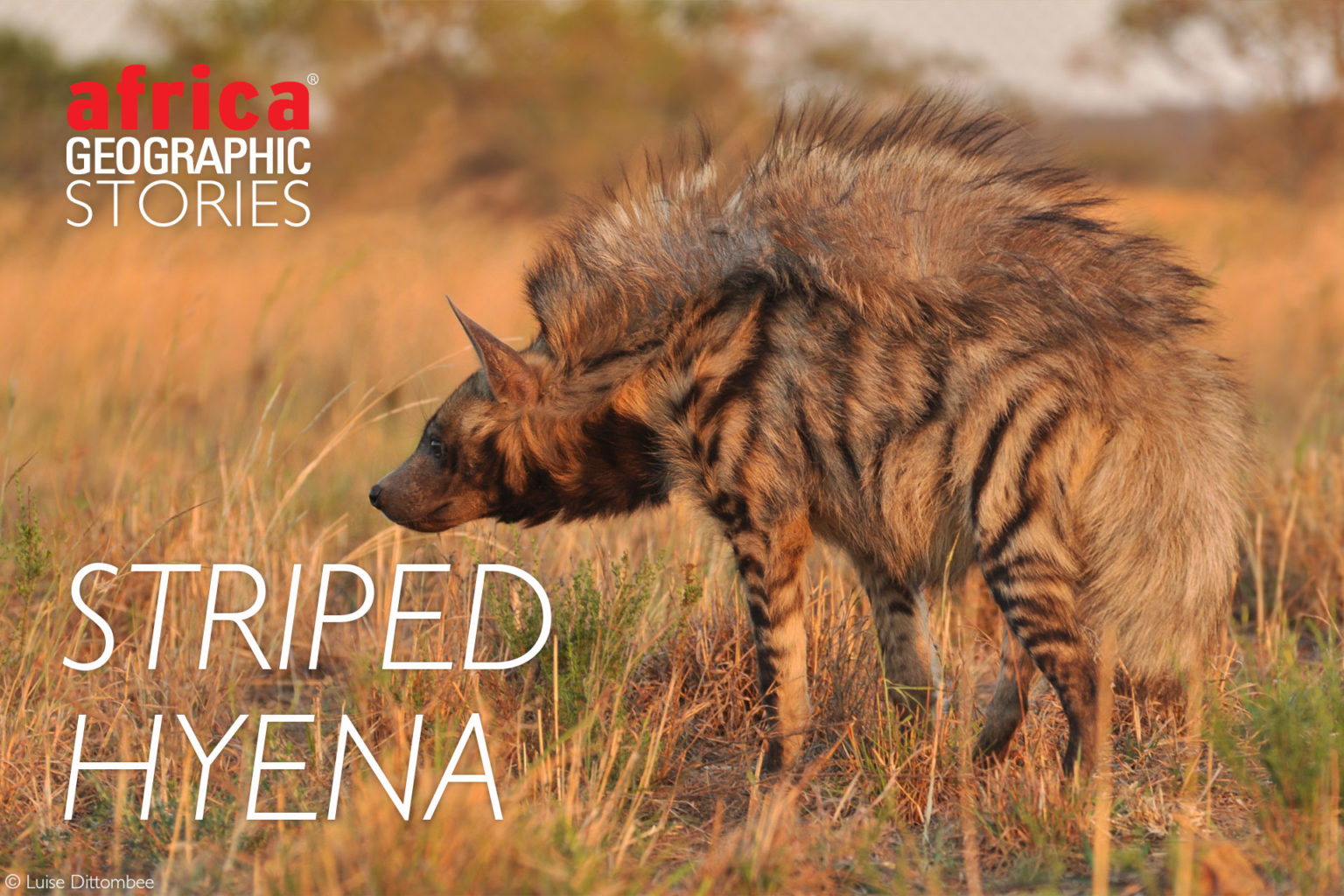 Striped hyena - the forgotten fourth hyena - Africa Geographic