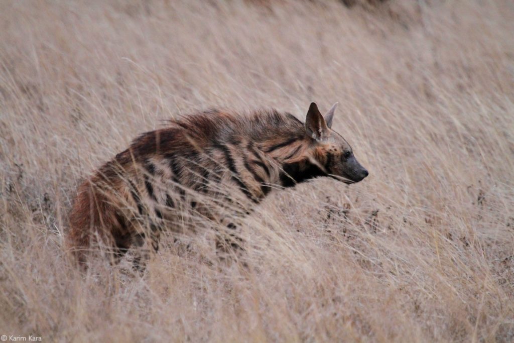 Striped hyena - the forgotten fourth hyena - Africa Geographic