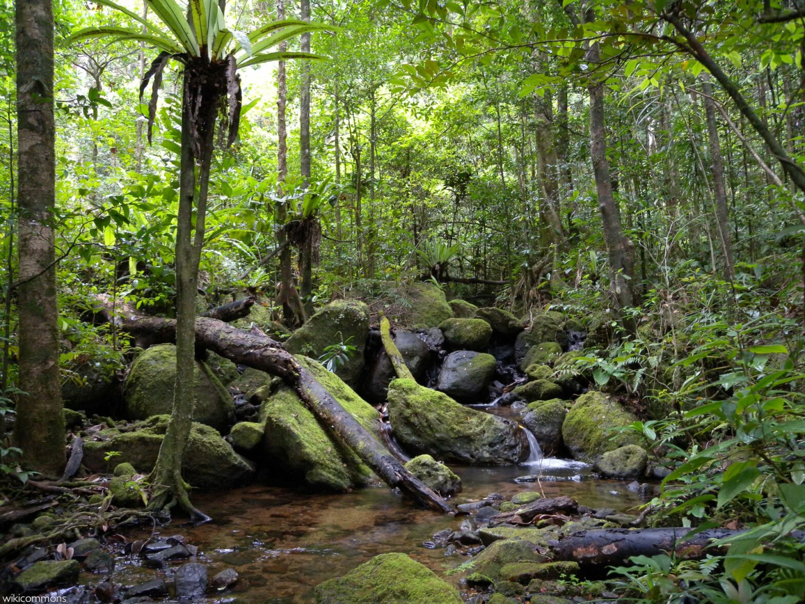 Eastern Madagascar - Africa Geographic