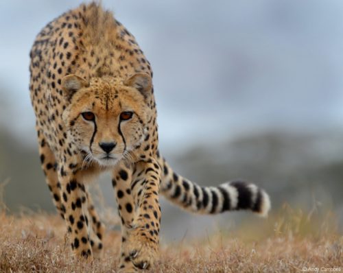 Lewa Wildlife Conservancy - Kenya’s golden child - Africa Geographic