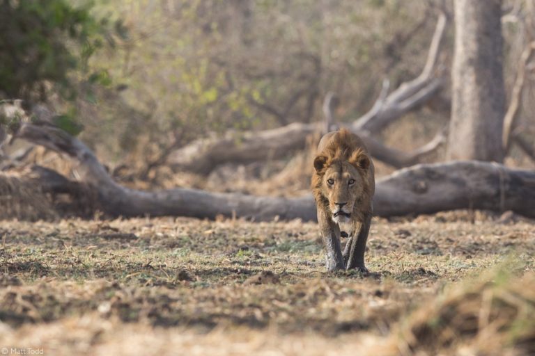 Zakouma National Park - jewel of the Sahel - Africa Geographic