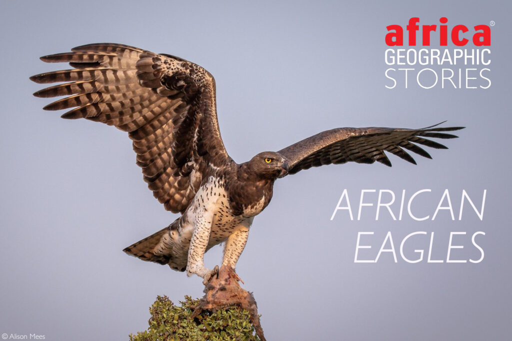 African eagles - Avian apex predators - Africa Geographic