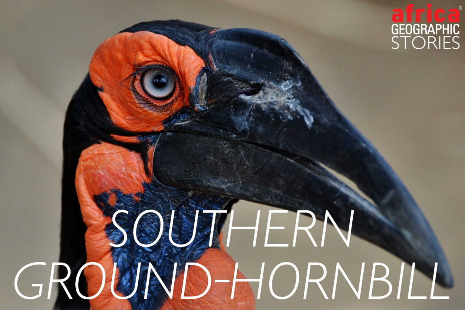 9 Fascinating baobab tree facts - Africa Geographic