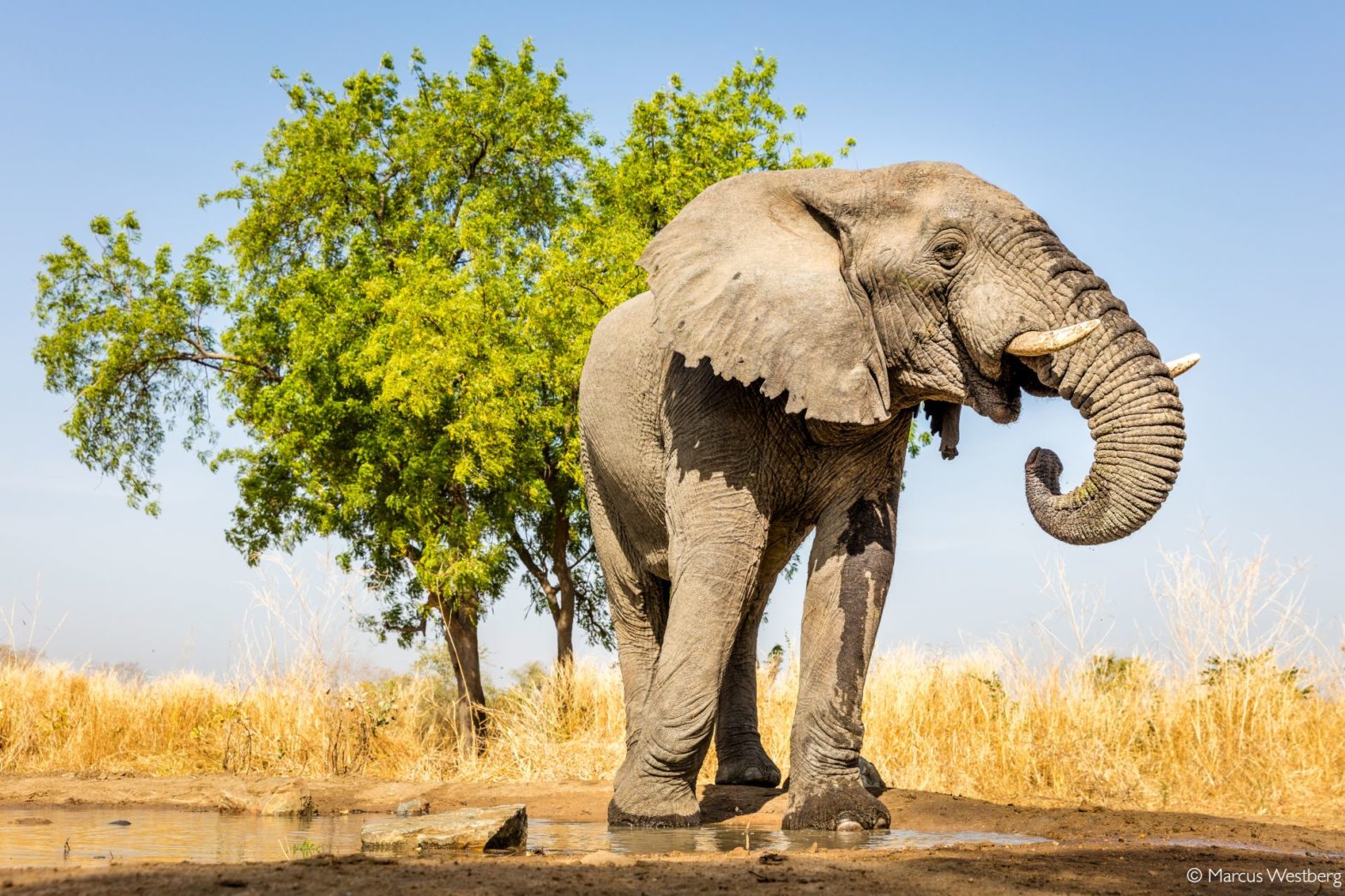 Zakouma National Park - jewel of the Sahel - Africa Geographic