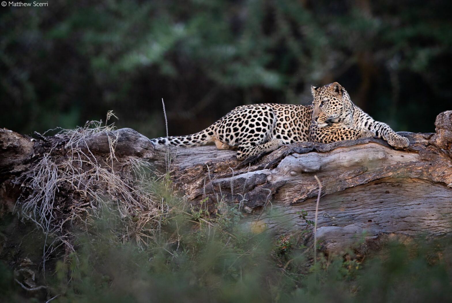 Lewa Wildlife Conservancy - Kenya’s golden child - Africa Geographic