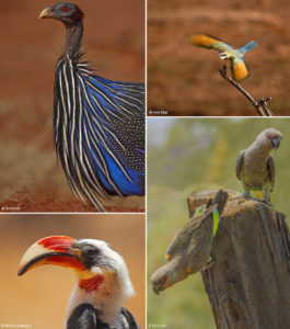 Samburu - home of the Samburu special 5 - Africa Geographic