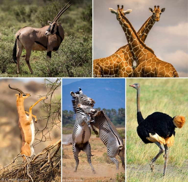 Come on a Samburu safari
