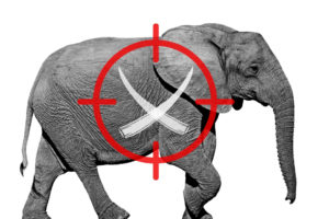 Poaching and tuskless elephants – the scientific confirmation - Africa ...