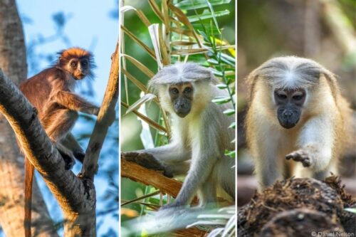 Tana River primates - on a broken wildlife highway - Africa Geographic