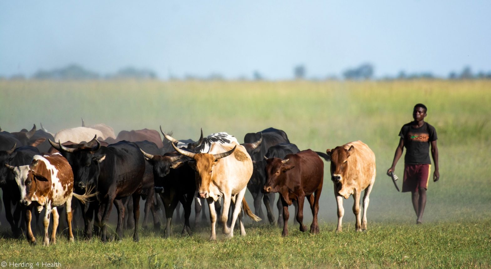 Herding 4 Health - people, livestock and conservation - Africa Geographic